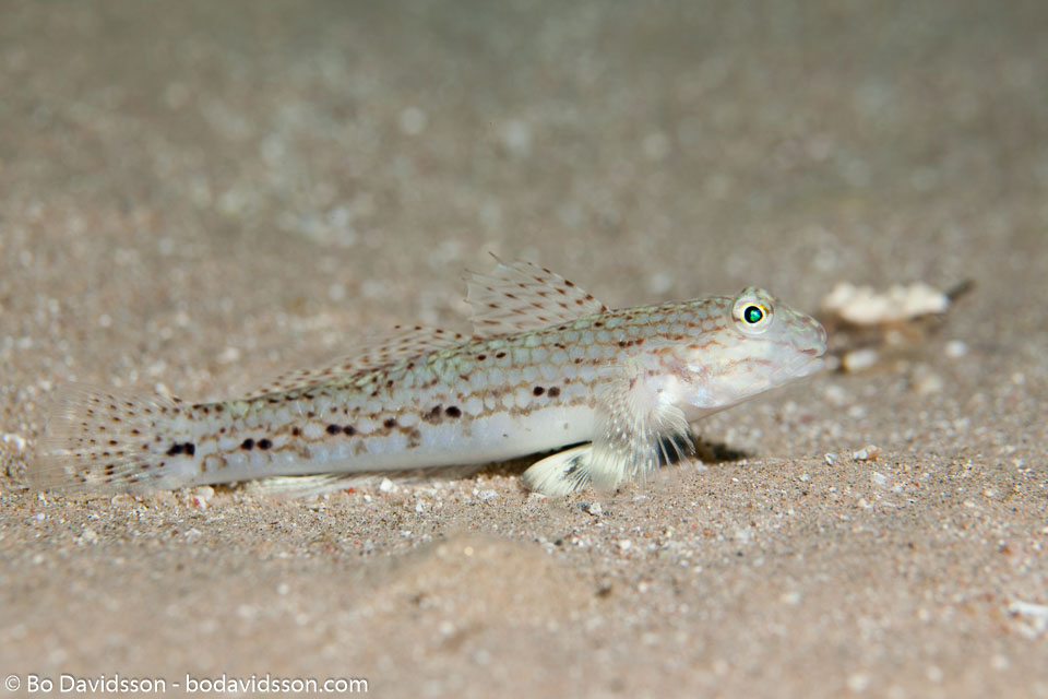 Gobies - bodavidsson.com