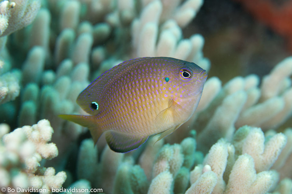 Damselfishes and Clownfishes - bodavidsson.com